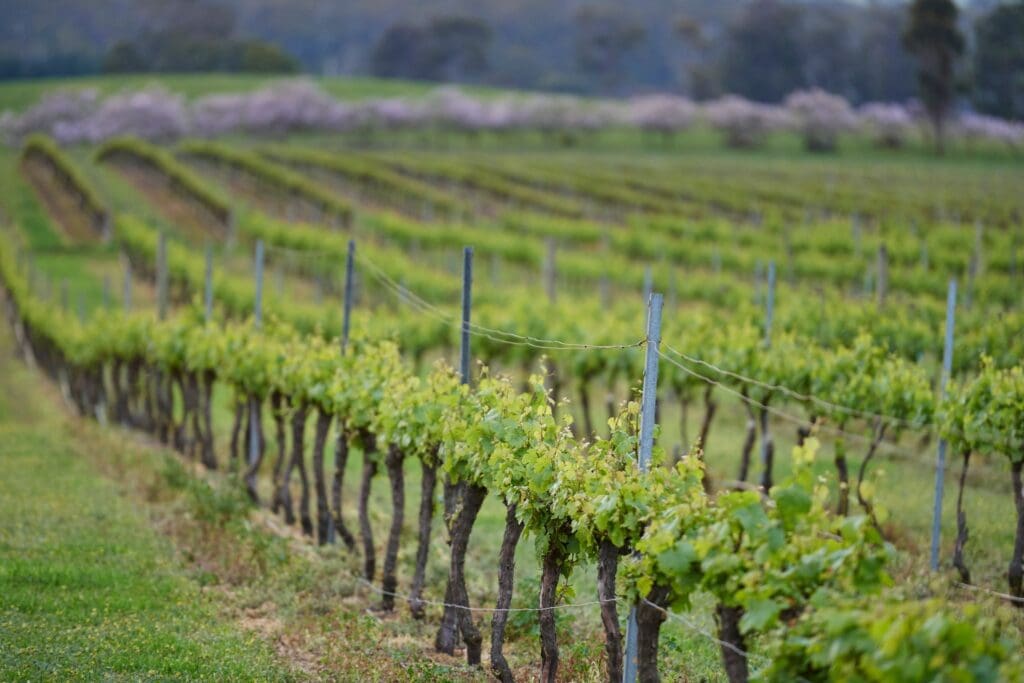 Cheynes Beach | Australia's South West