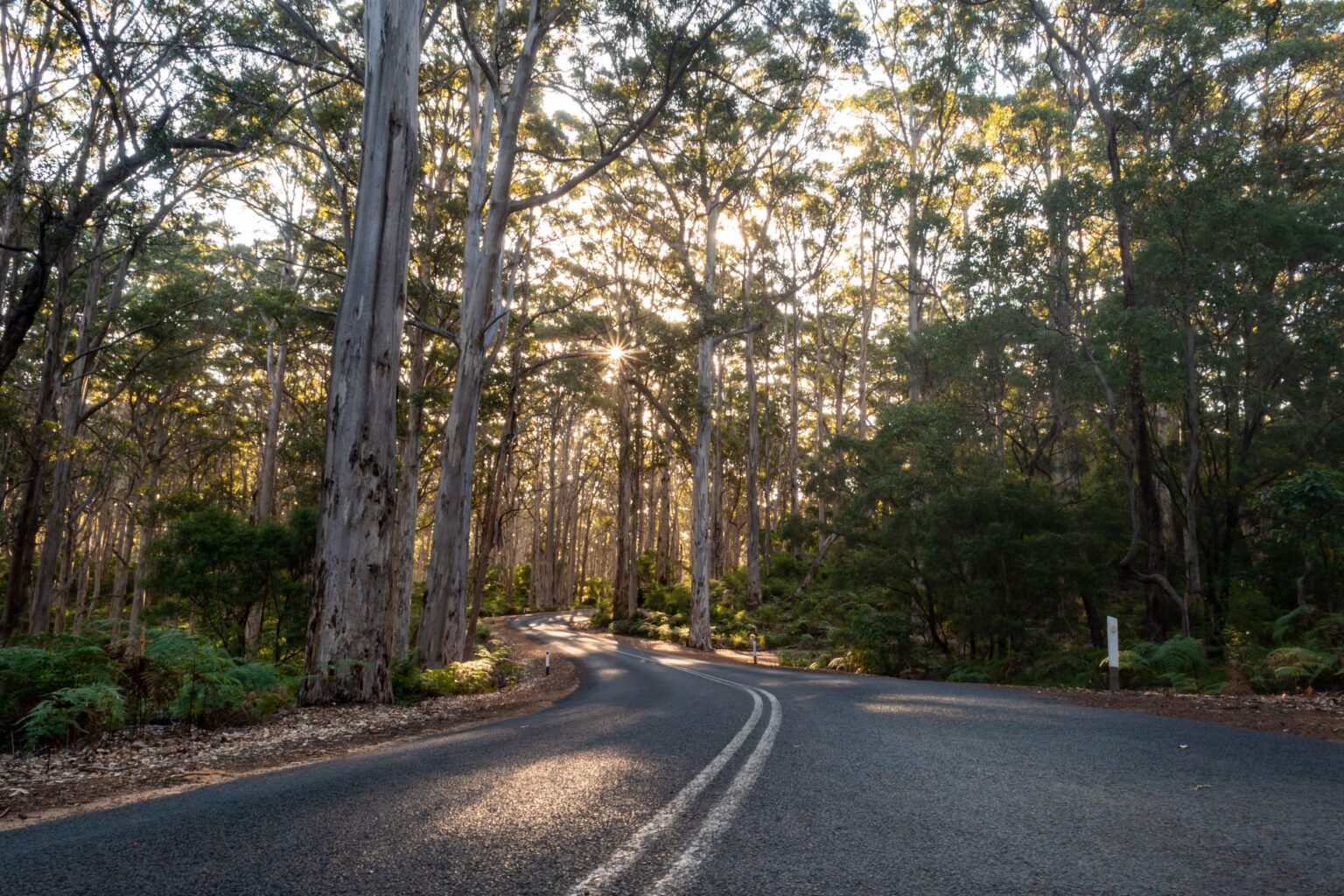 Boranup Forest | Australia's South West