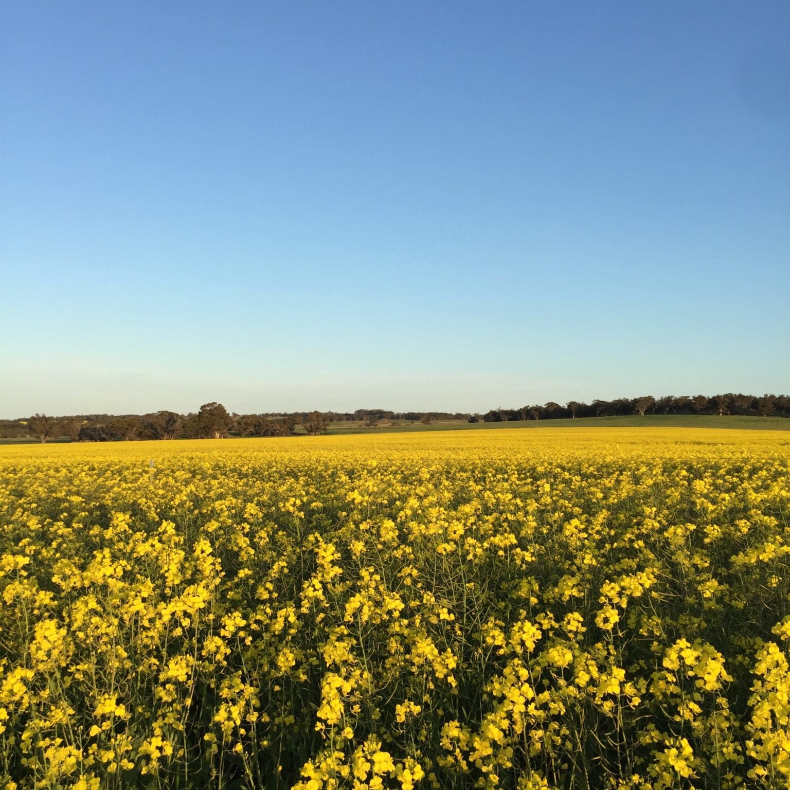 Pingrup, WA: Things To Do, Where to Stay & More in 2025