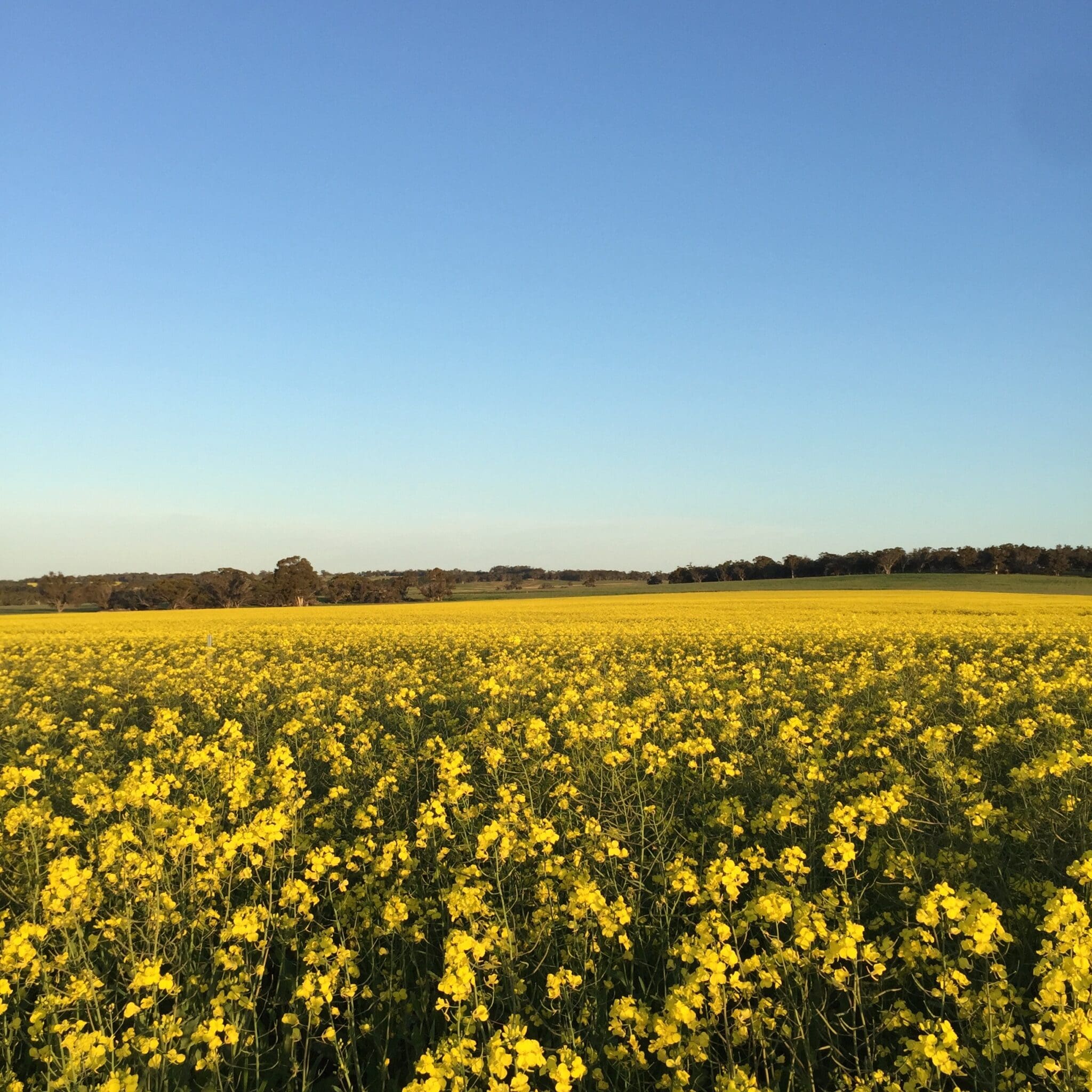 Pingrup, WA: Things To Do, Where to Stay & More in 2025