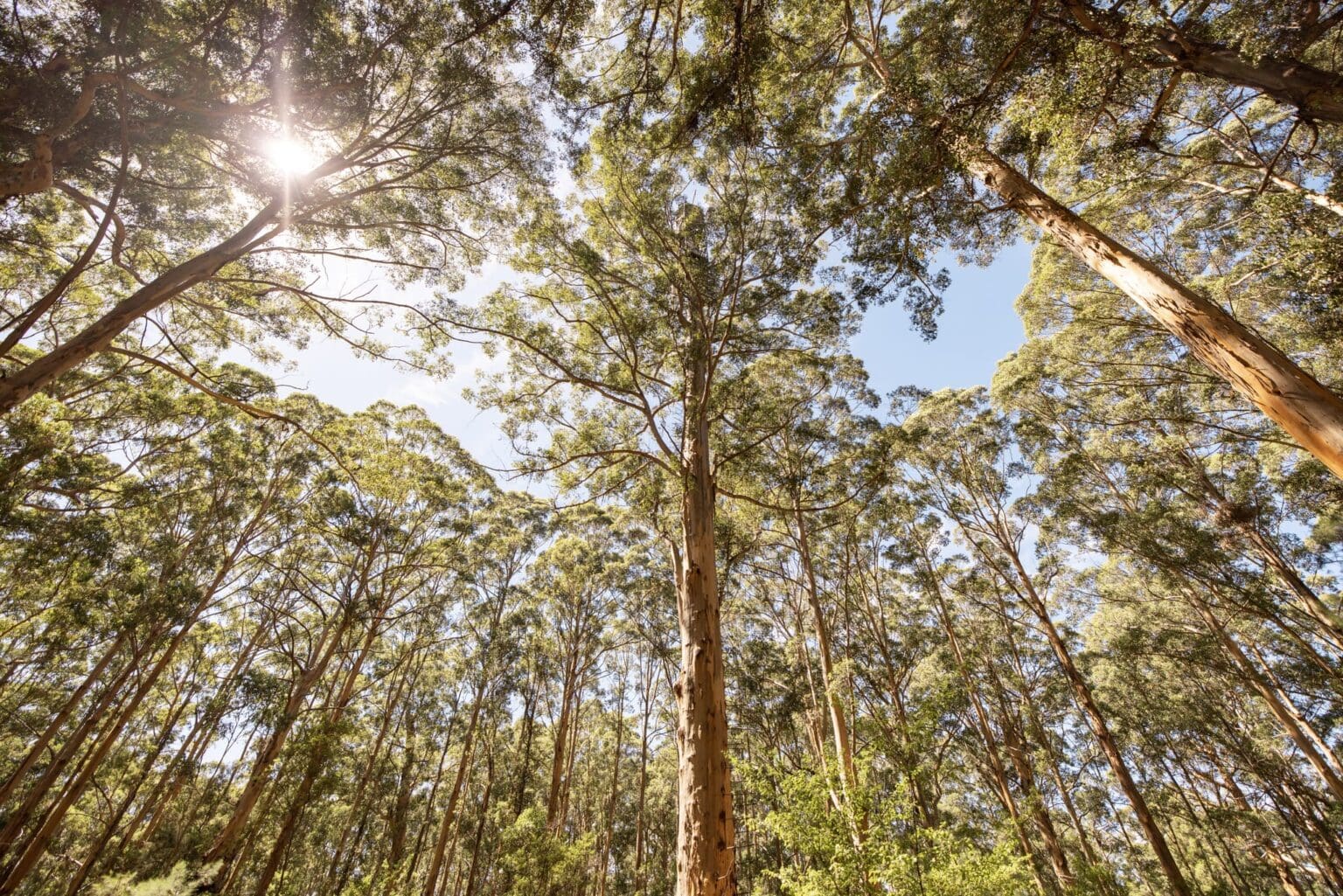 Top 5 Unique Things To Do In Pemberton | Australia's South West