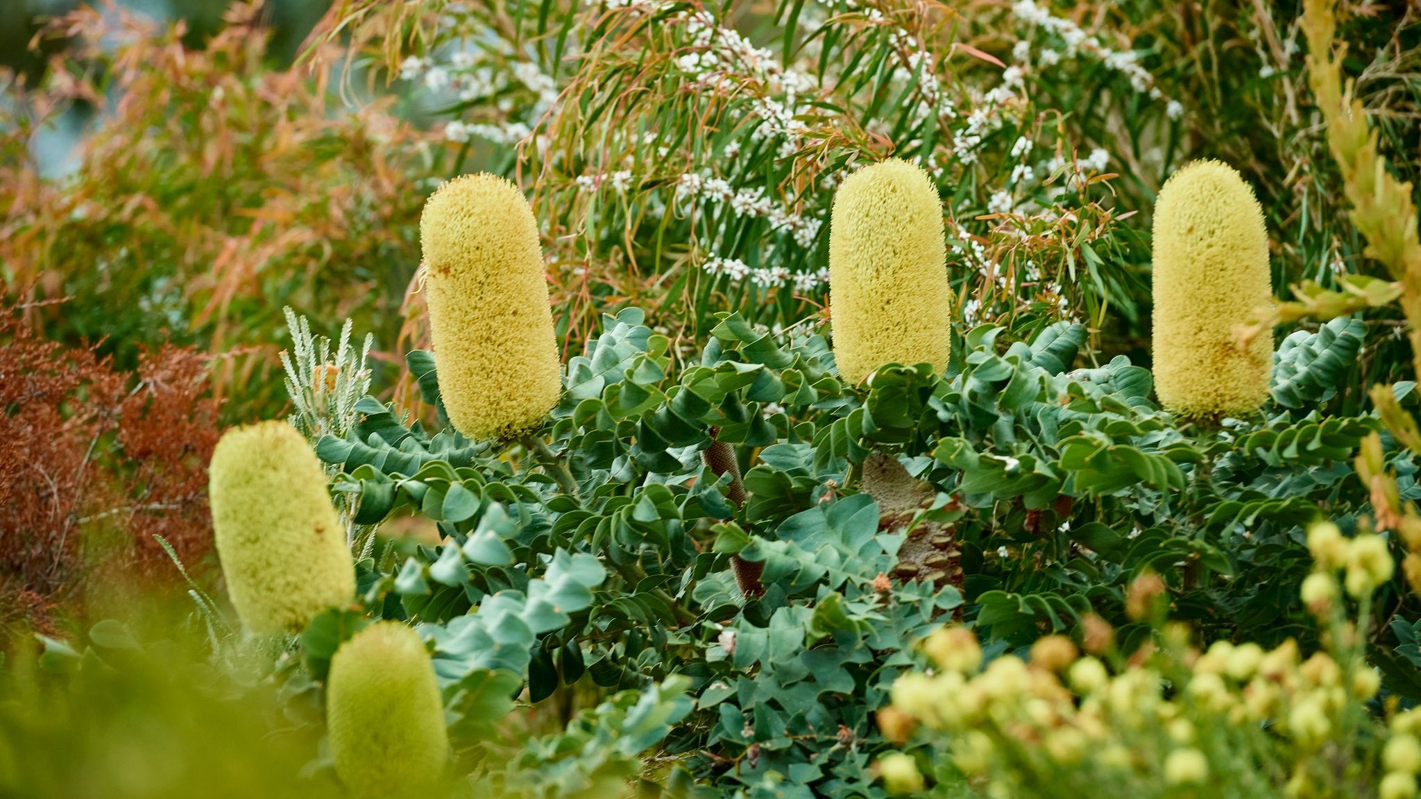 Kambarang In Australia's South West: A Blooming Beautiful Time ...