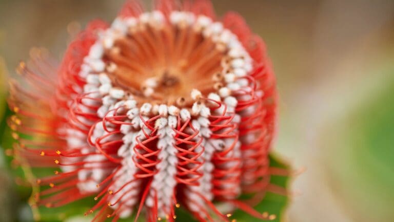 Kambarang In Australia's South West: A Blooming Beautiful Time ...