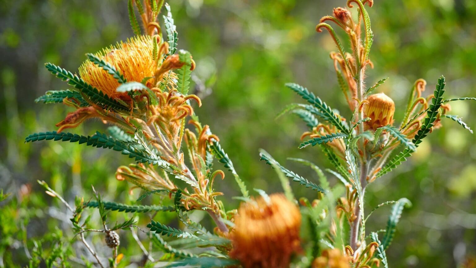 Kambarang In Australia's South West: A Blooming Beautiful Time ...