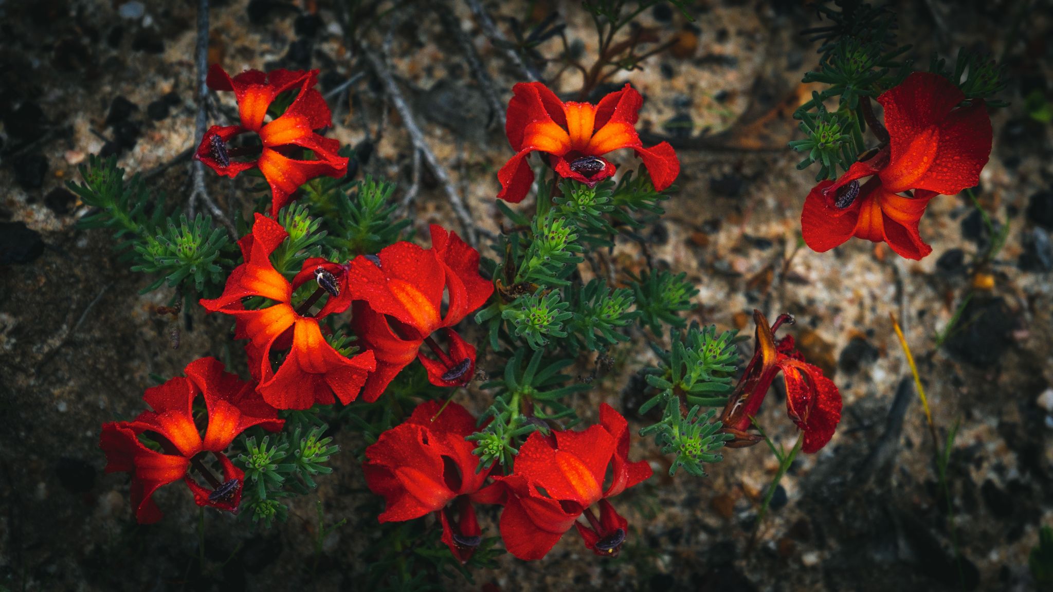 Kambarang In Australia's South West: A Blooming Beautiful Time ...