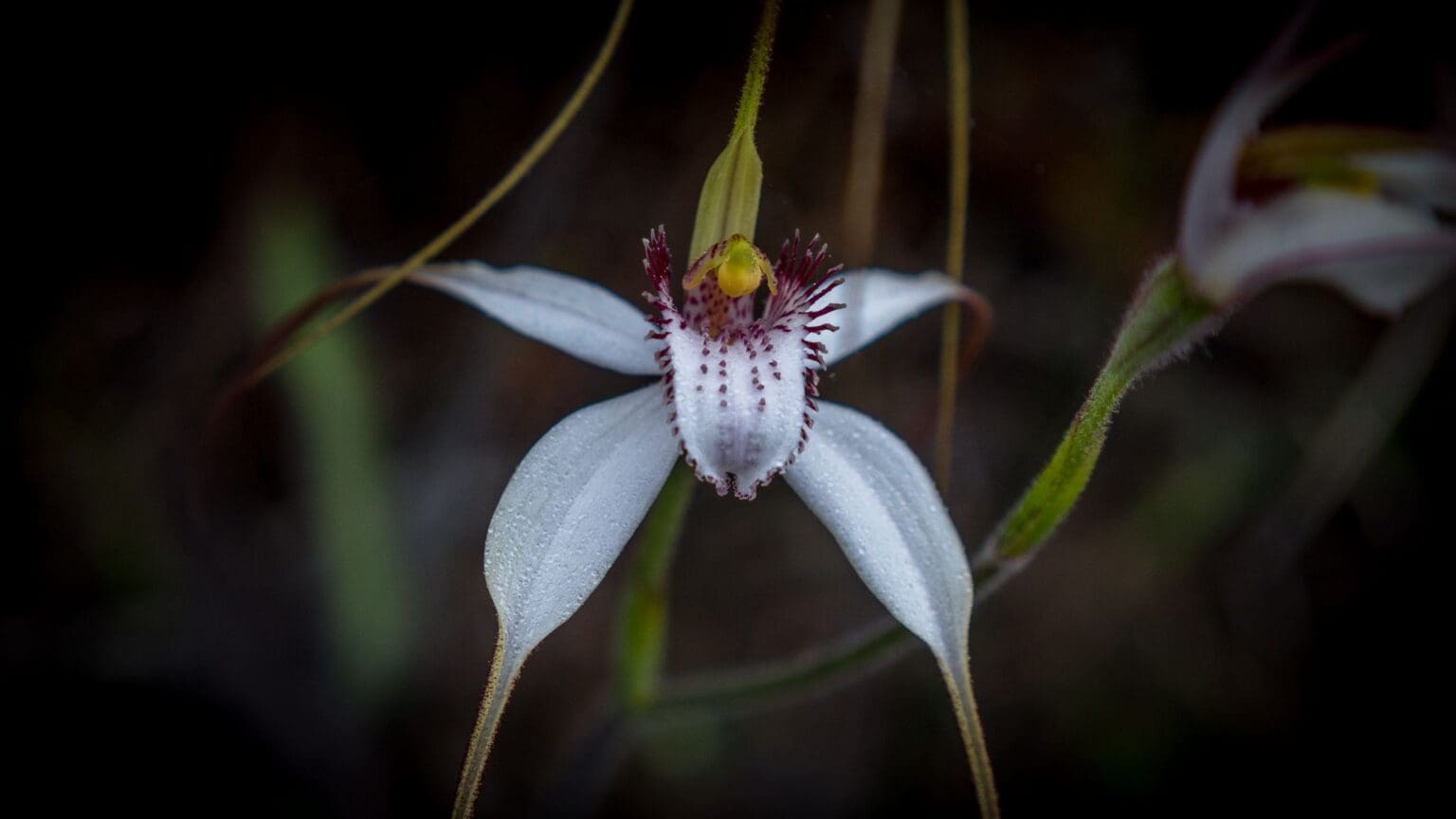 Kambarang In Australia's South West: A Blooming Beautiful Time ...