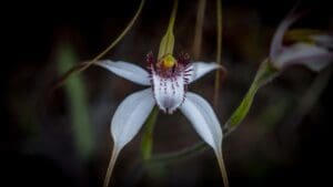 Kambarang In Australia's South West: A Blooming Beautiful Time ...