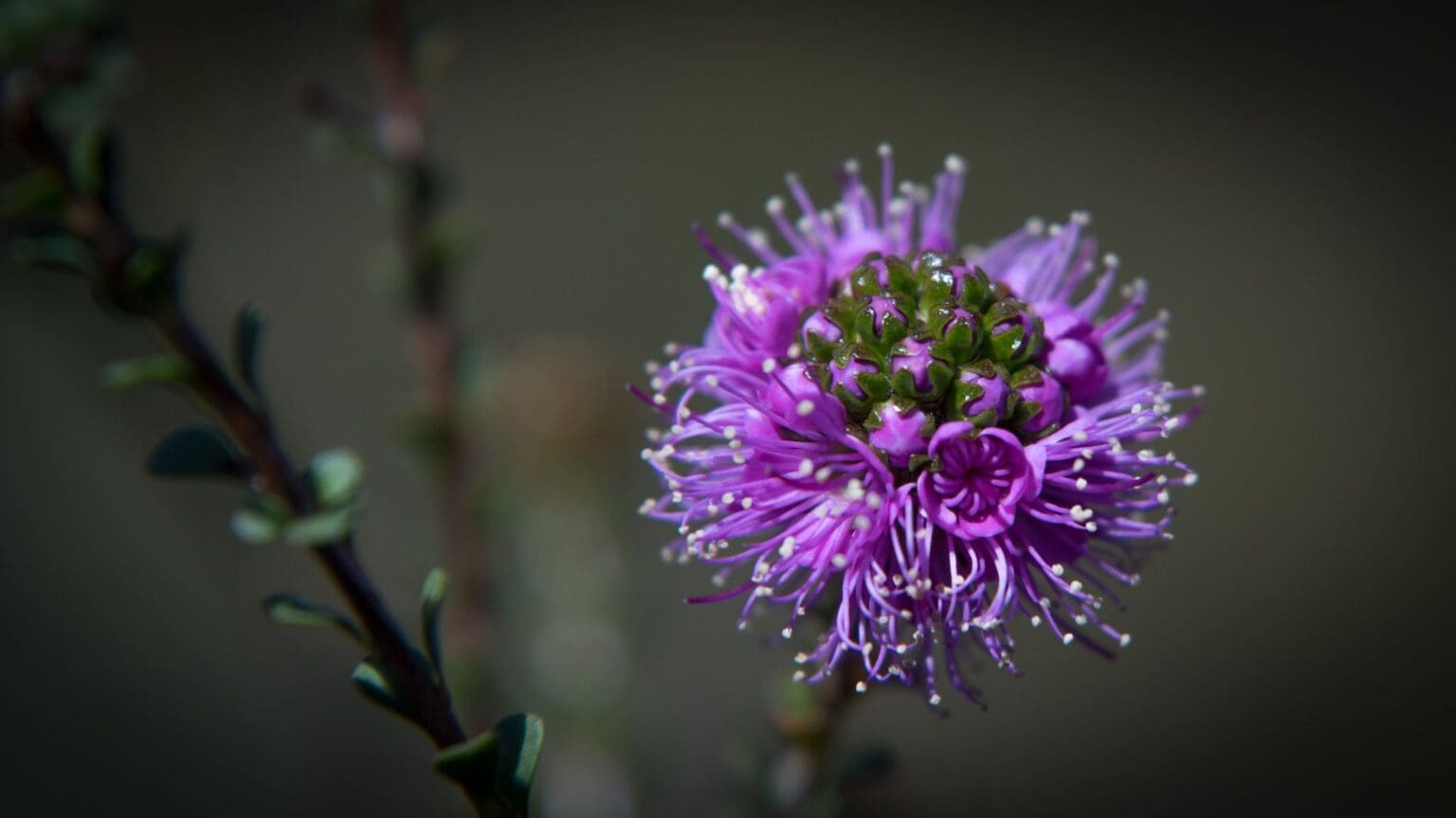Kambarang In Australia's South West: A Blooming Beautiful Time ...