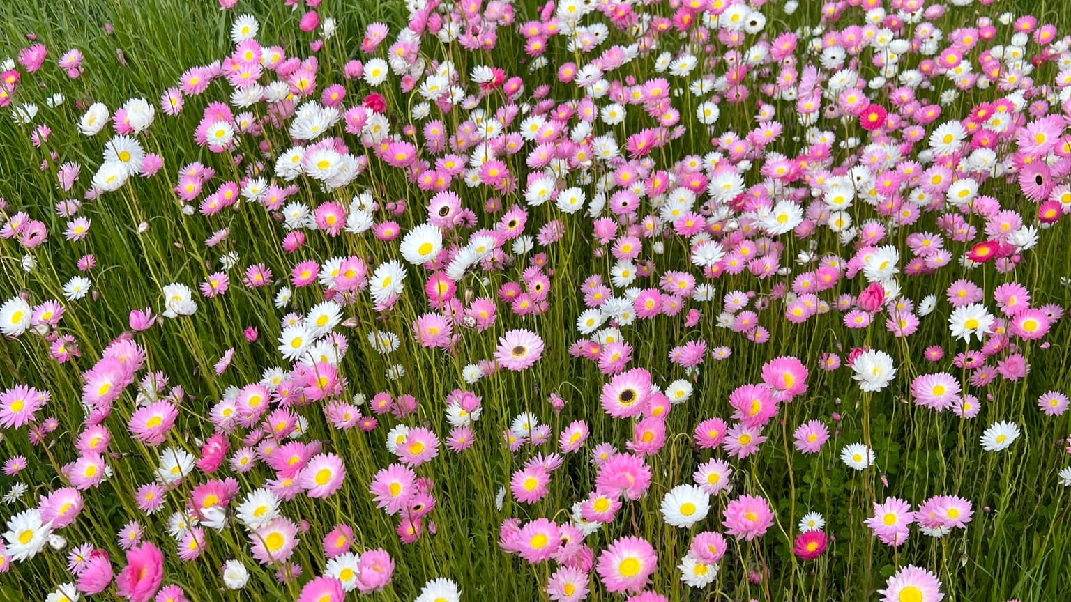 Kambarang In Australia's South West: A Blooming Beautiful Time ...